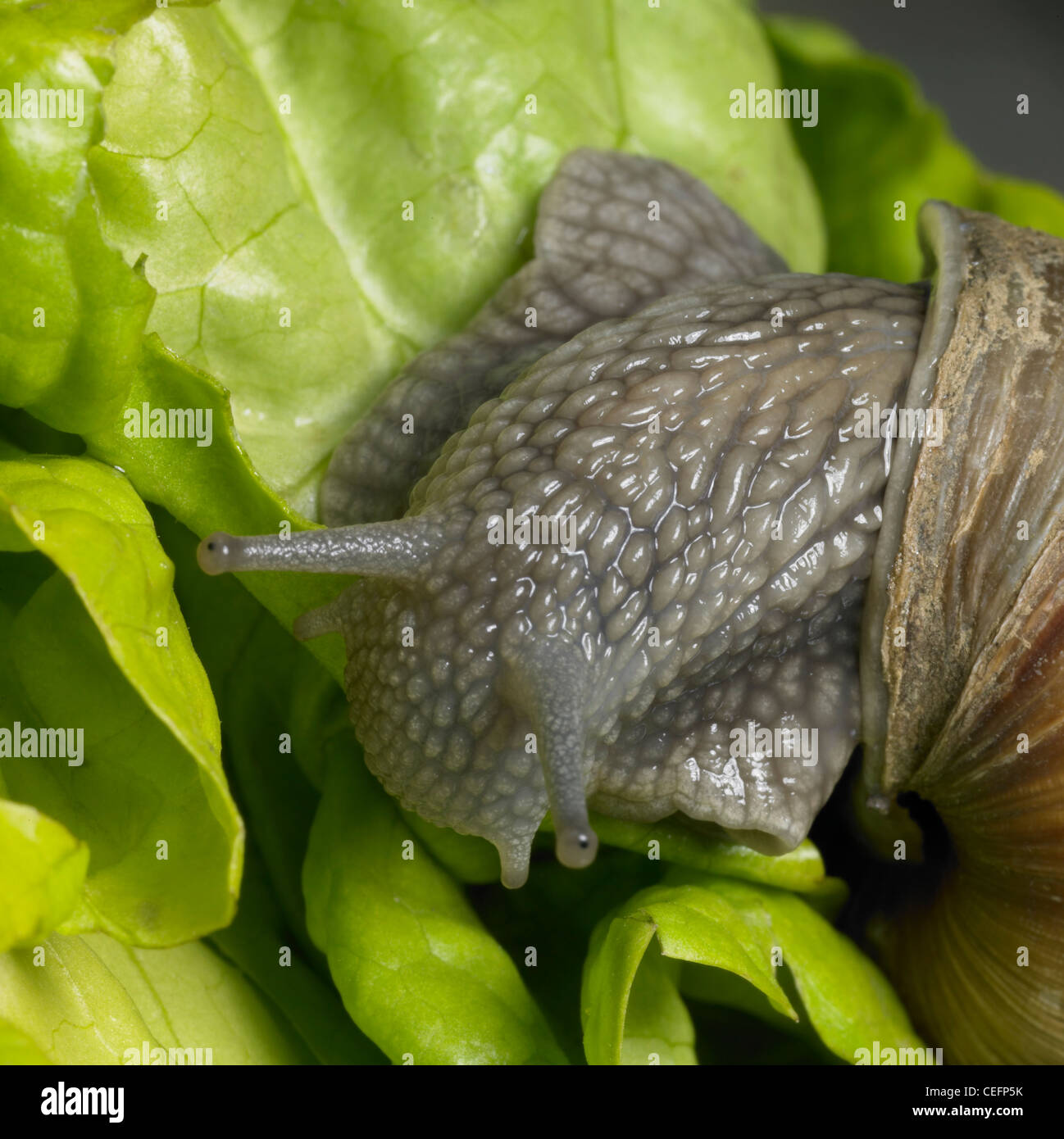 detail shot of a Grapevine snail on lettuce leaves Stock Photo - Alamy