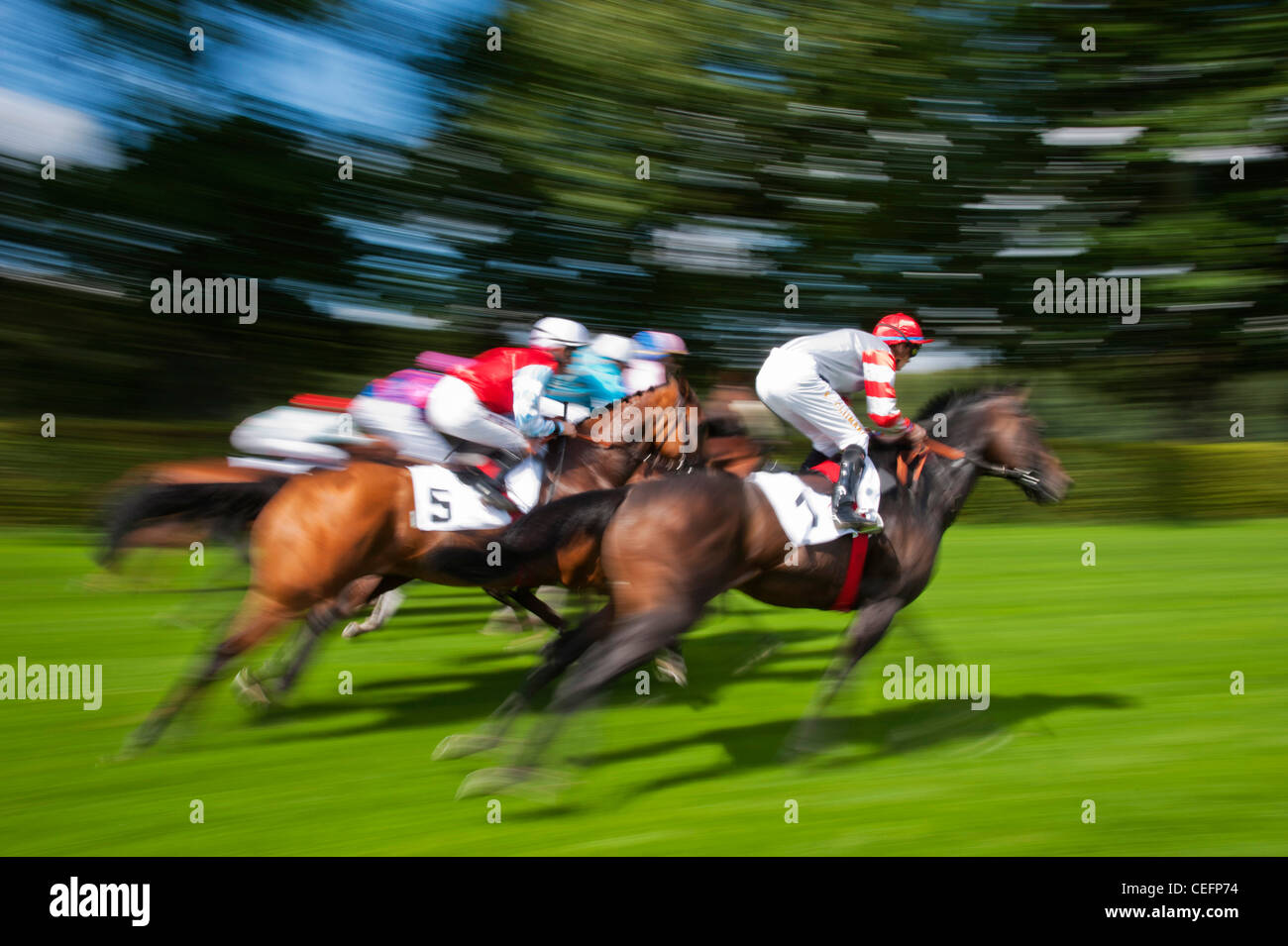 jockeys ride galloping racehorses during horse race Stock Photo - Alamy