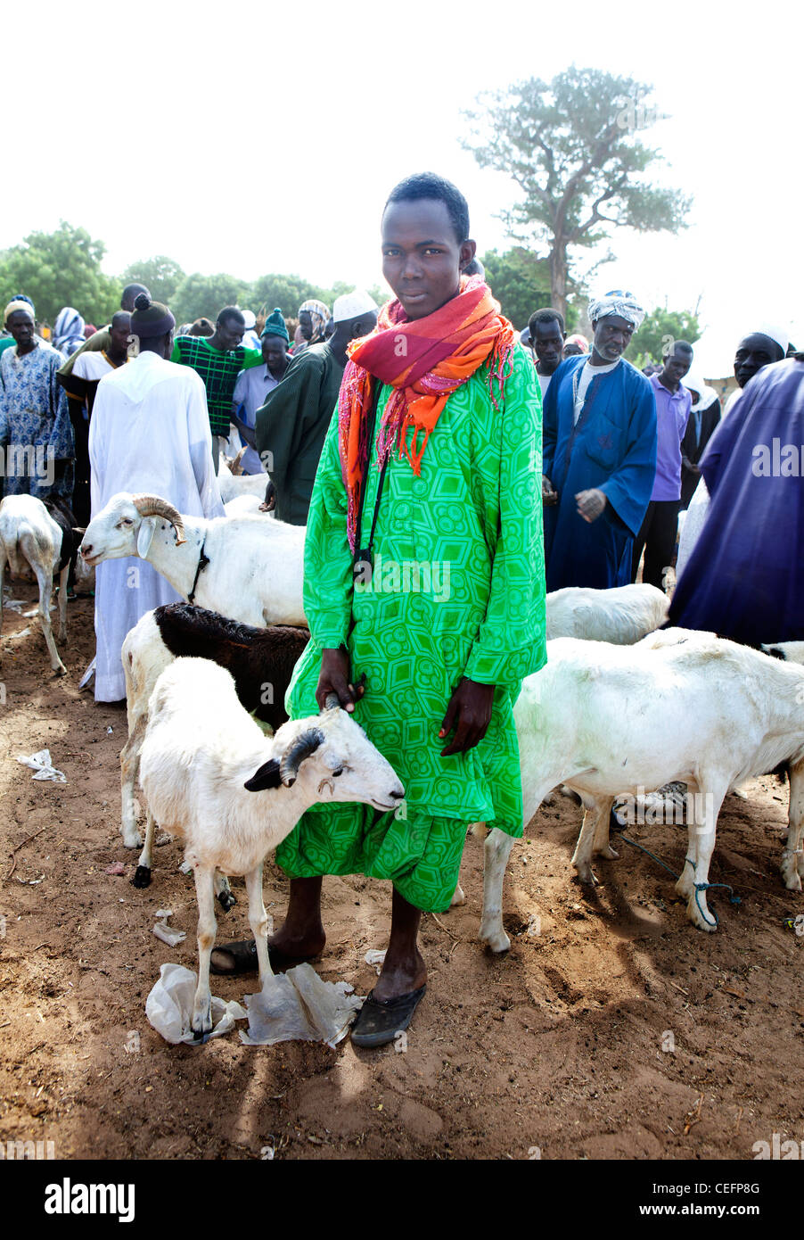 Senegal sheep hi-res stock photography and images - Alamy