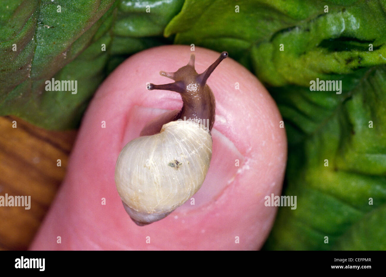 Partula snail rare fingernail london zoo hi-res stock photography and ...