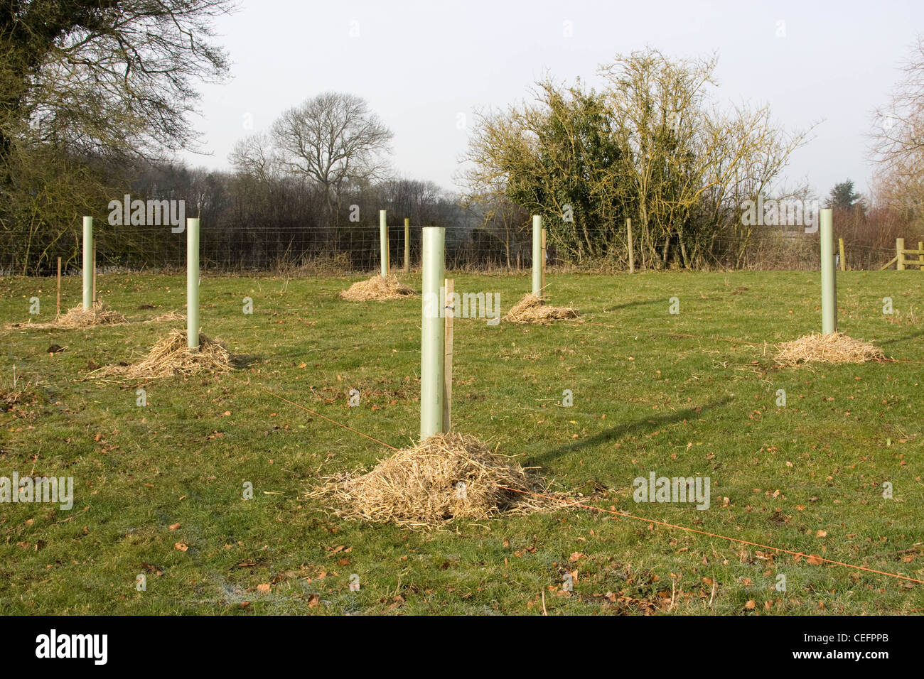 Apple tree roots hi-res stock photography and images - Alamy