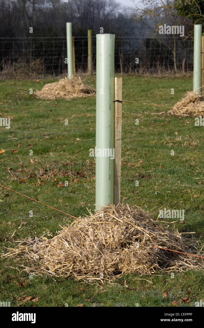 Apple tree roots hi-res stock photography and images - Alamy