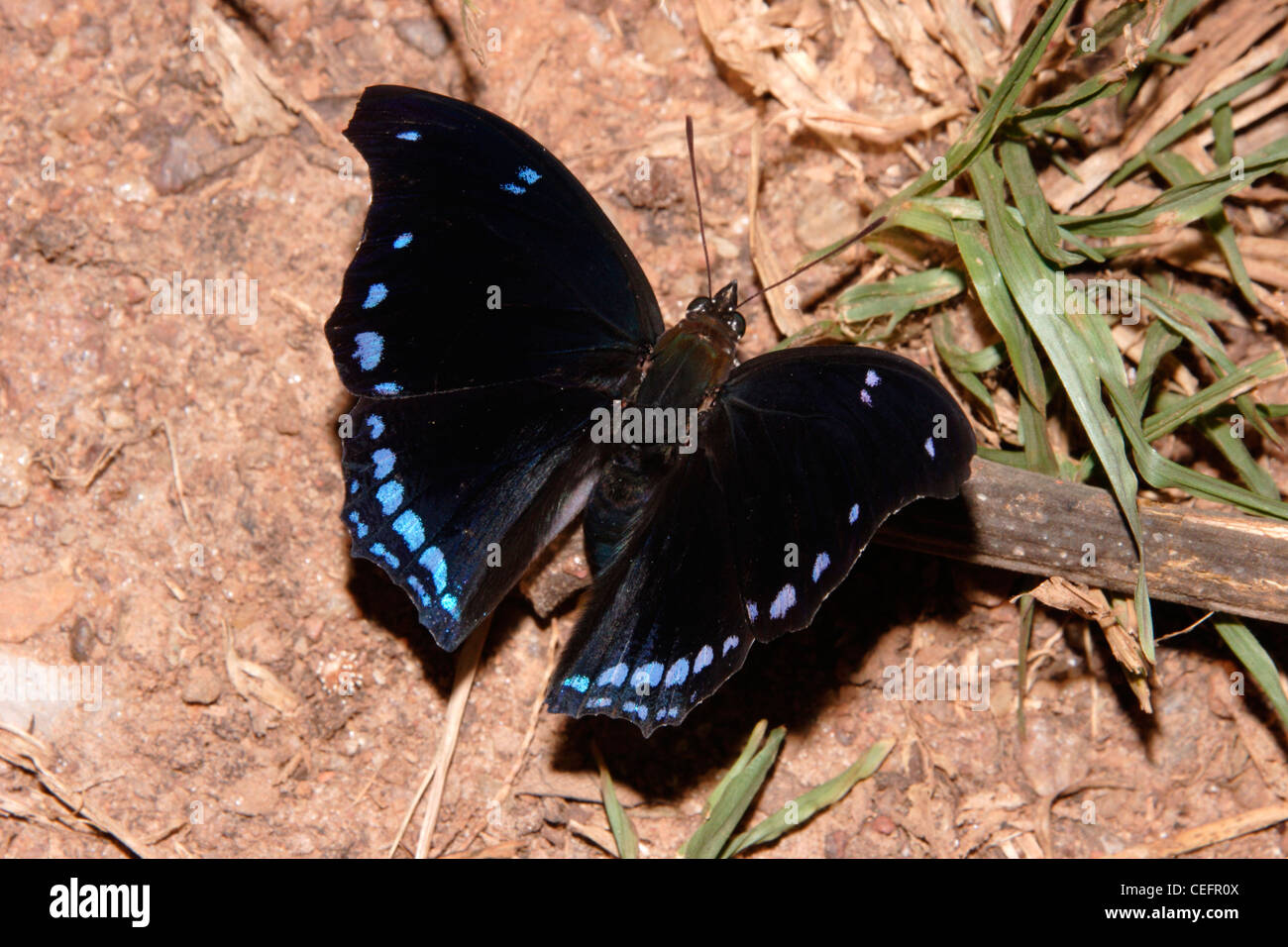 Butterfly (Charaxes lycurgus: Nymphalidae) male in rainforest, Ghana ...