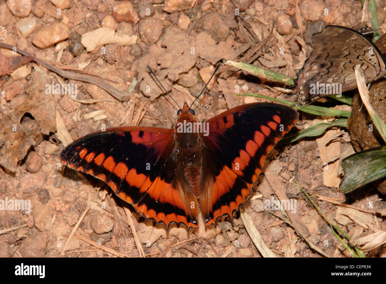 Charaxes lucretius hi-res stock photography and images - Alamy