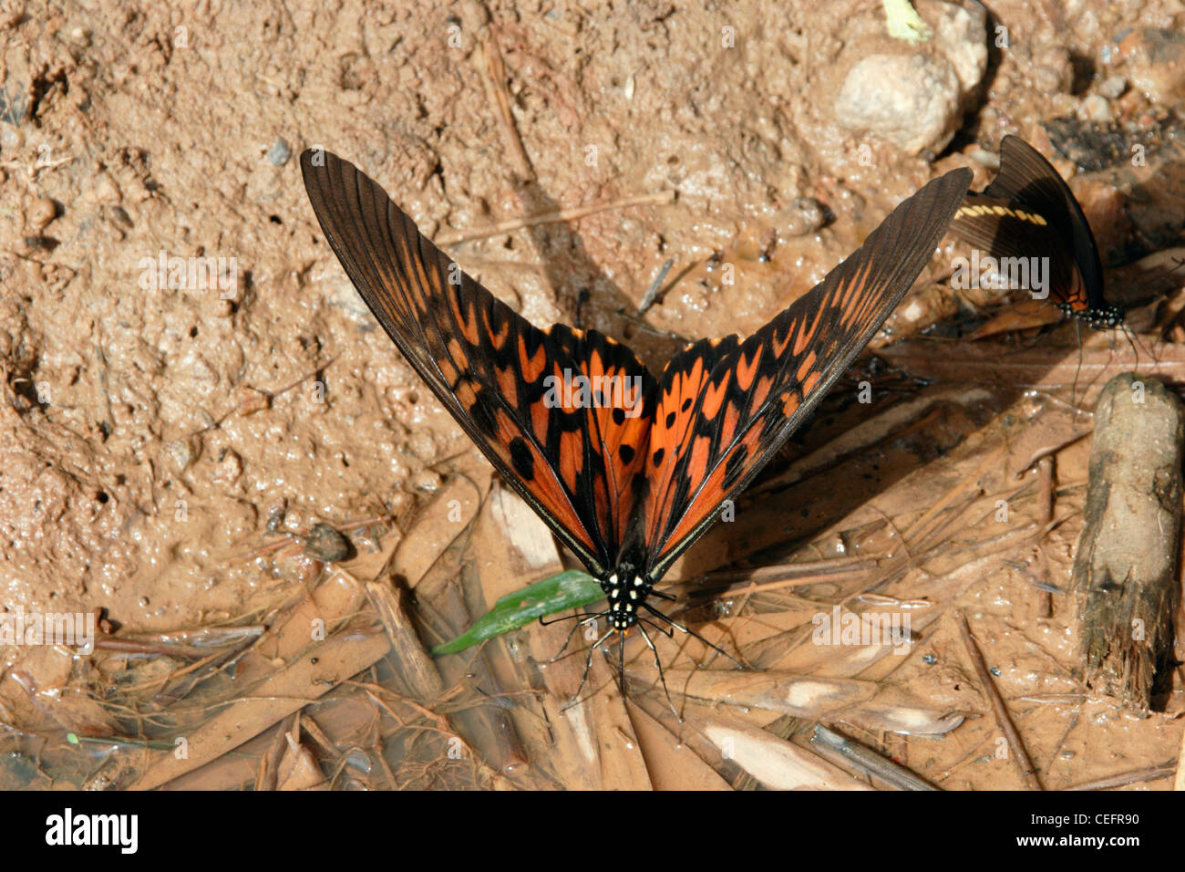 African giant swallowtail butterfly (Papilio antimachus: Papilionidae ...