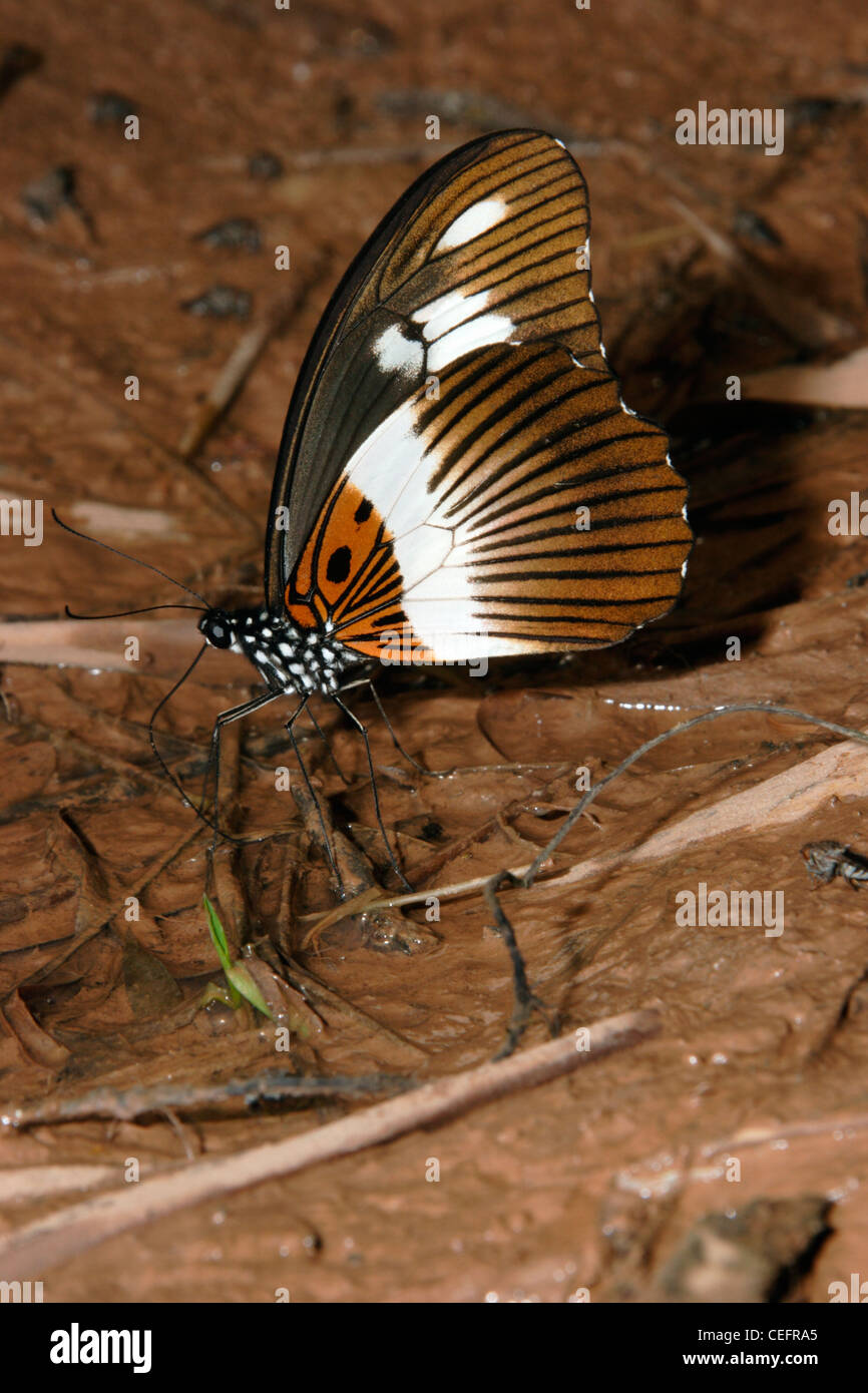 Zenobia swallowtail butterfly (Papilio zenobia : Papilionidae) puddling ...