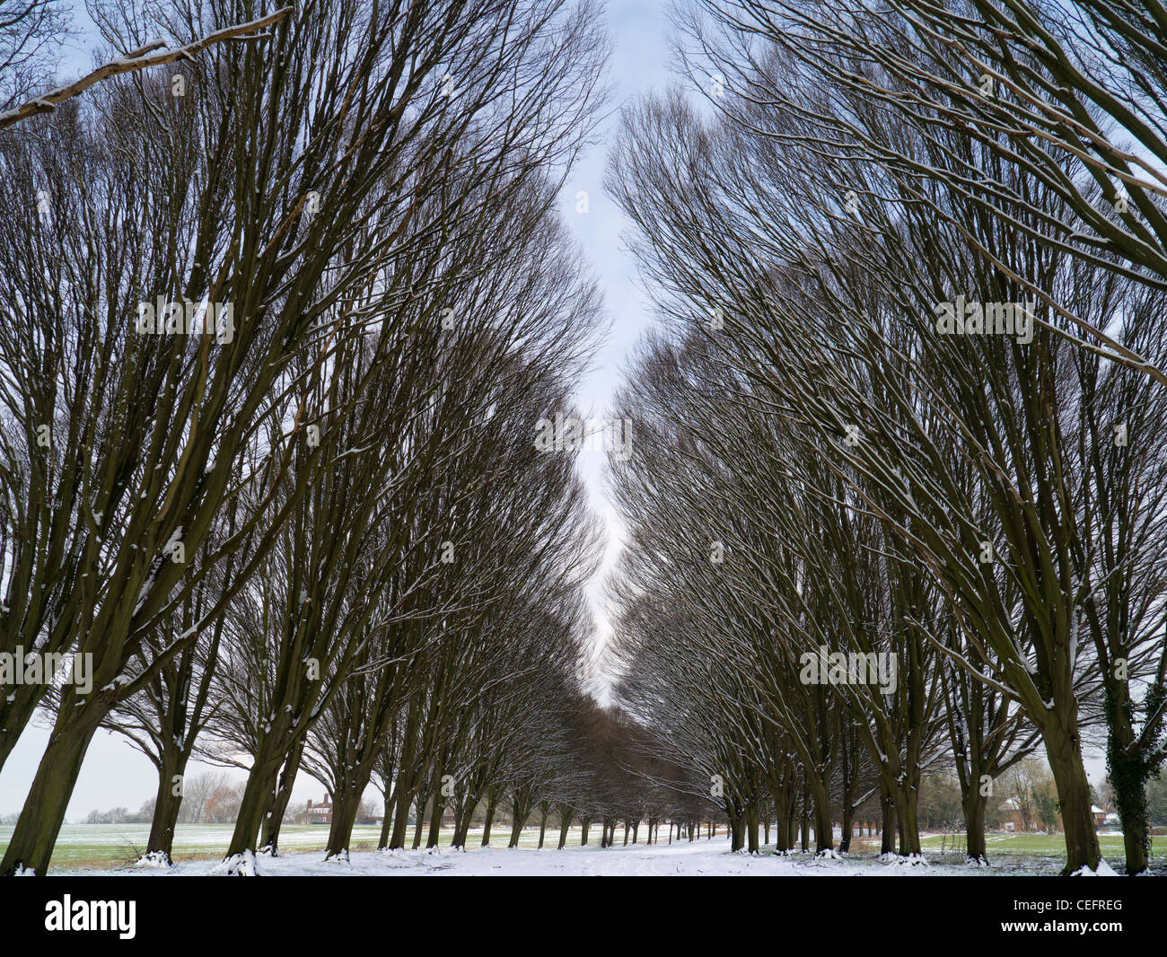 Avenue of trees 3, Radley College in the snows Stock Photo - Alamy