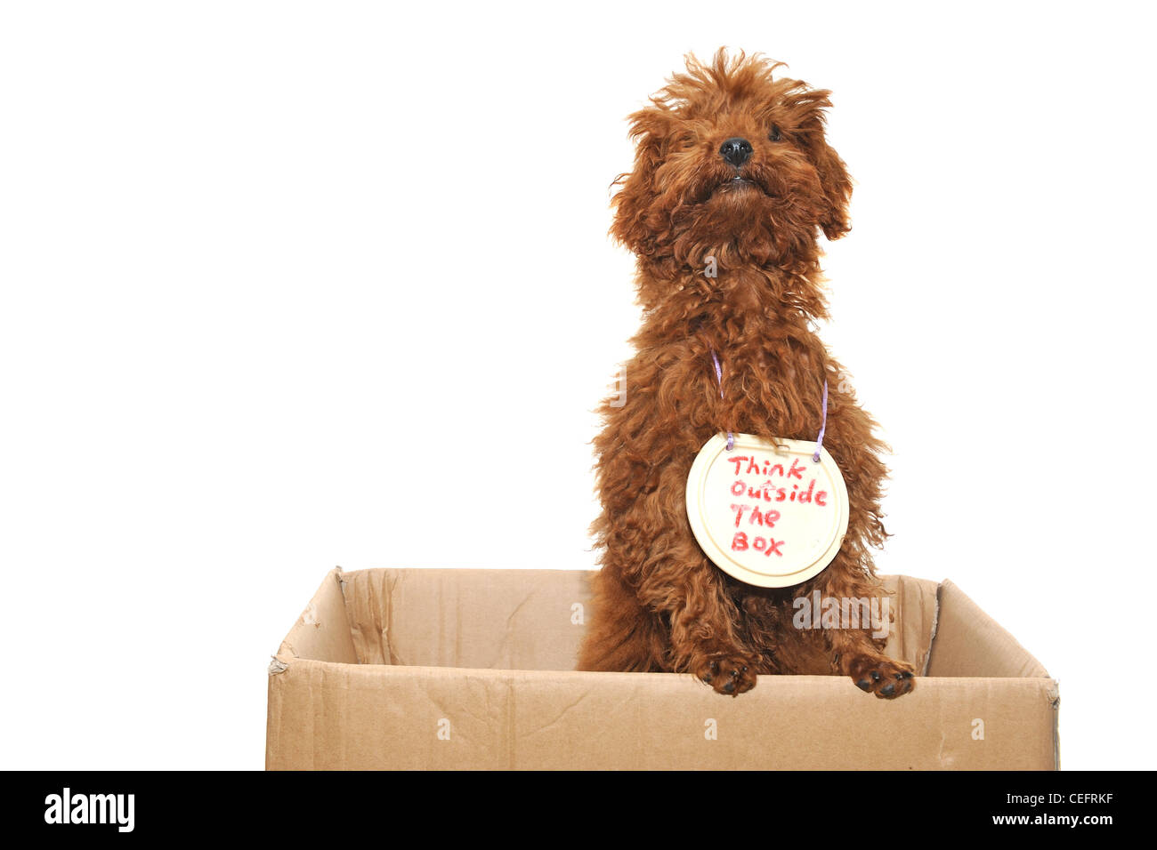 Poodle dog thinking outside the box isolated on white Stock Photo - Alamy