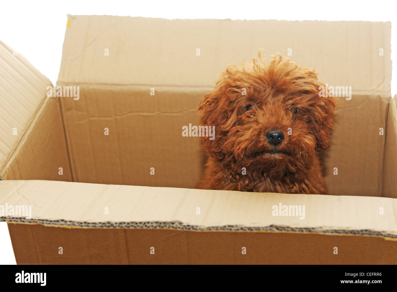 Dog Box Man