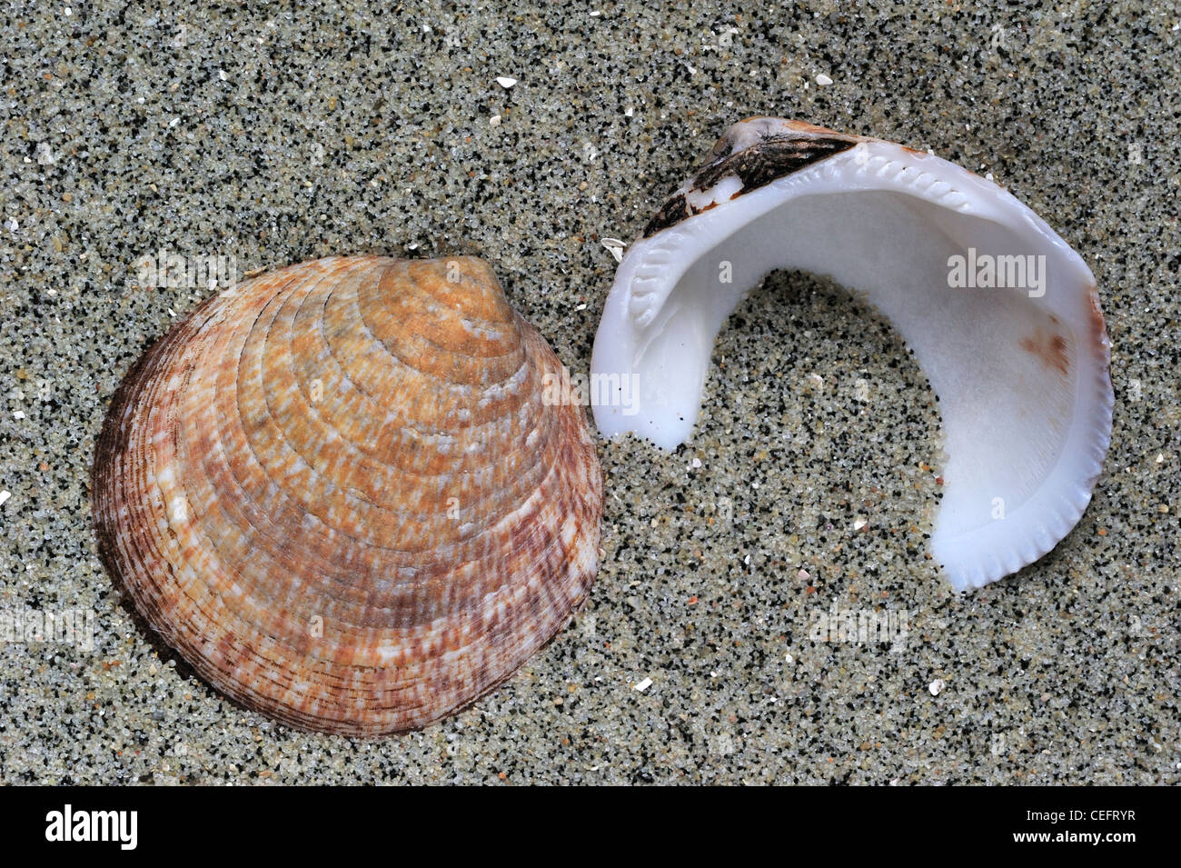 Dog cockle / European bittersweet (Glycymeris glycymeris) shells on ...