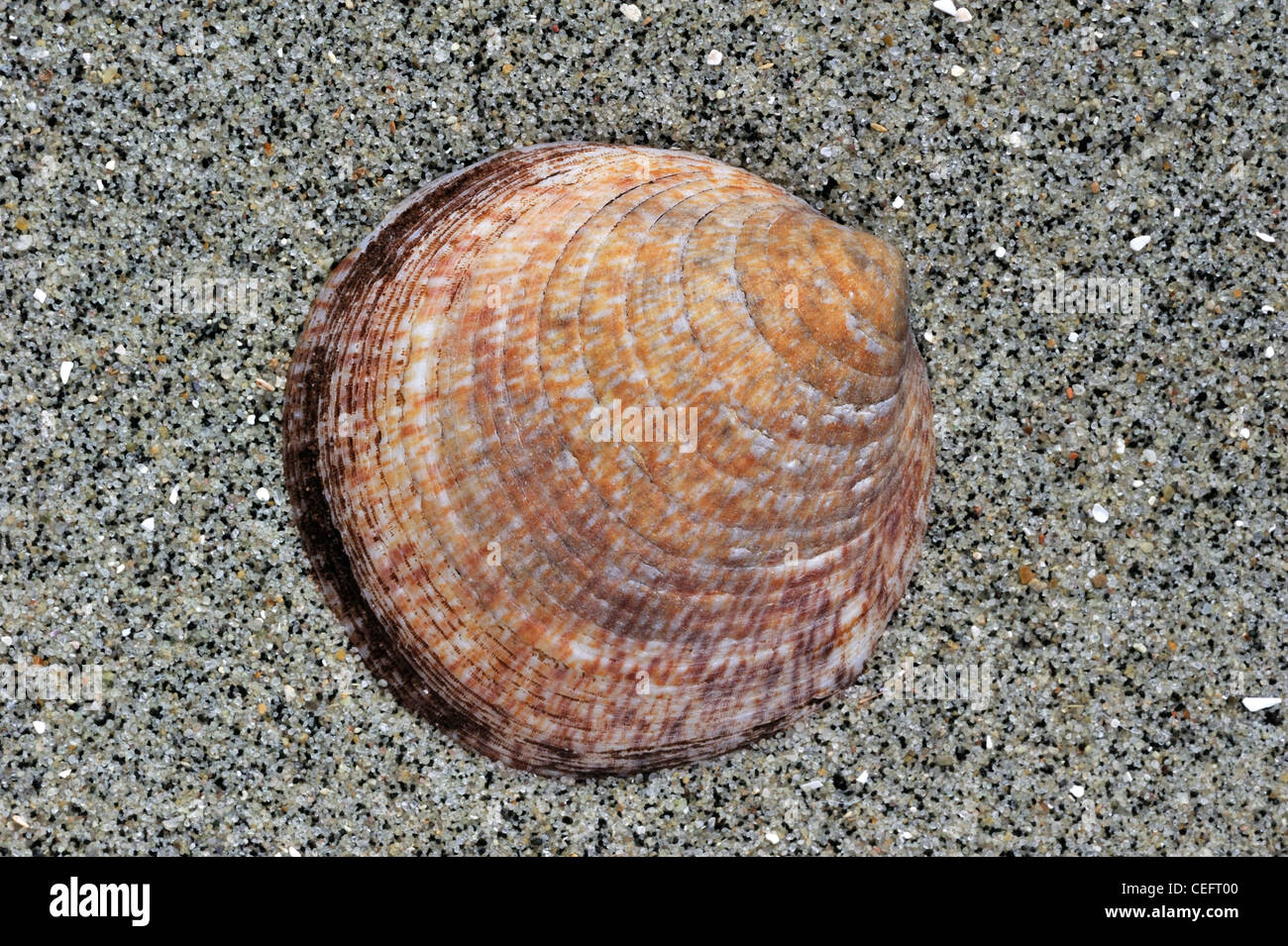 Dog cockle shell on beach hi-res stock photography and images - Alamy