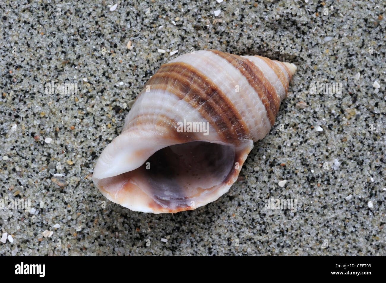 Dog whelk / Atlantic dogwinkle (Nucella lapillus) shell on beach ...