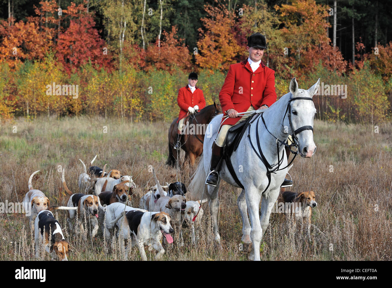 Hunters in red coats on horseback with pack of hounds during drag ...
