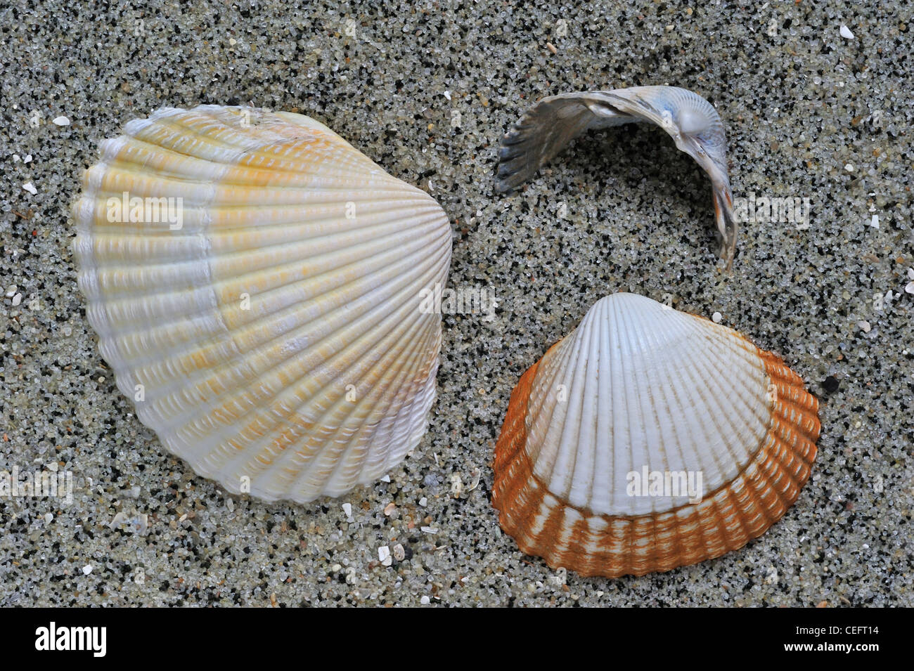 Common cockles cerastoderma edule cardium hi-res stock photography and ...
