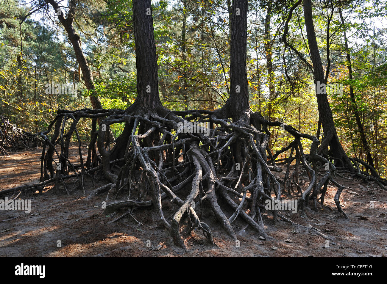 Forest soil erosion hi-res stock photography and images - Alamy