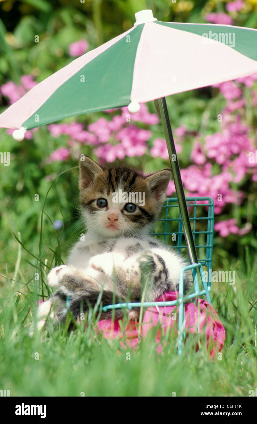 Kitten Sun High Resolution Stock Photography and Images - Alamy