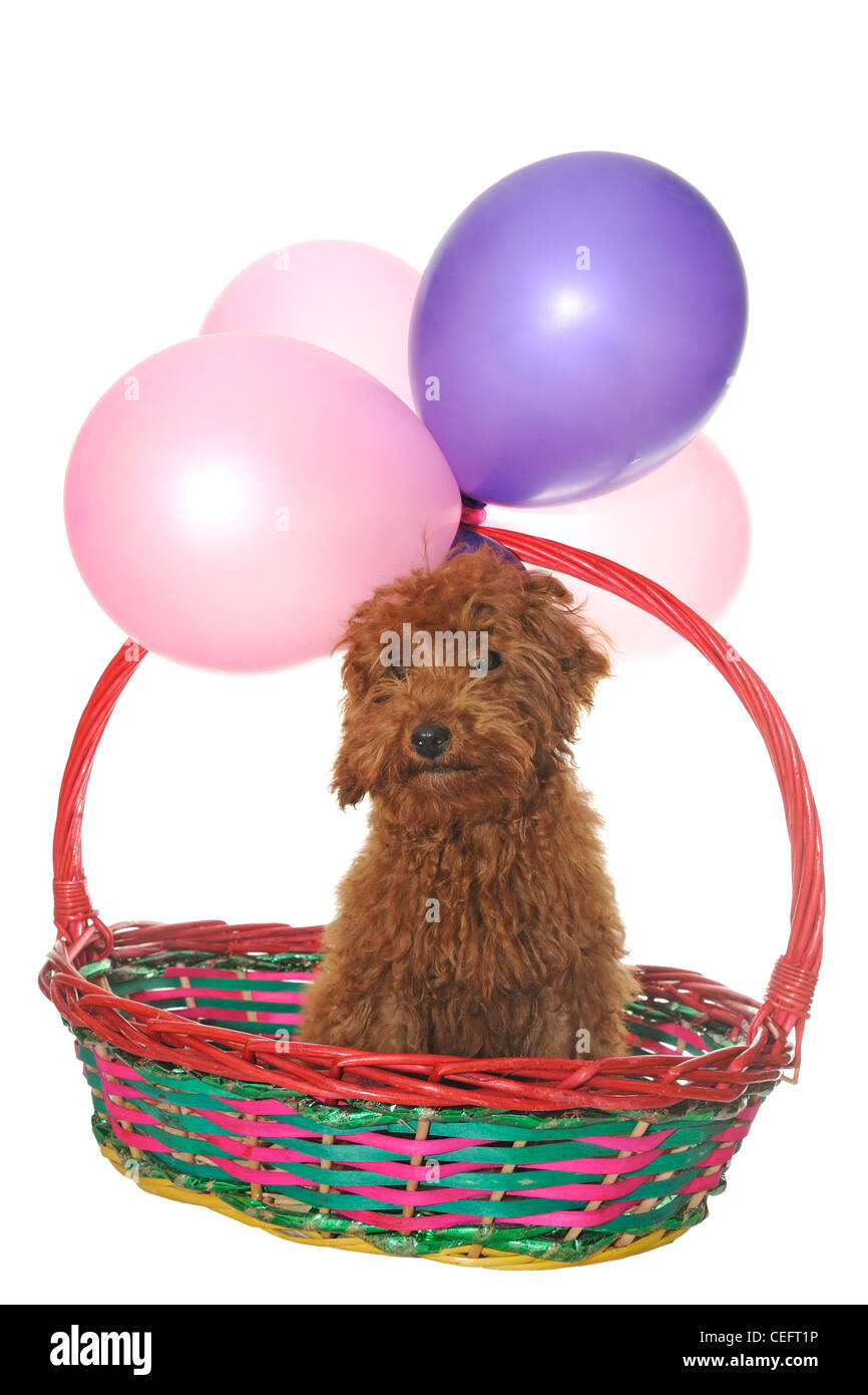 Dog in basket under balloons, isolated on white Stock Photo - Alamy