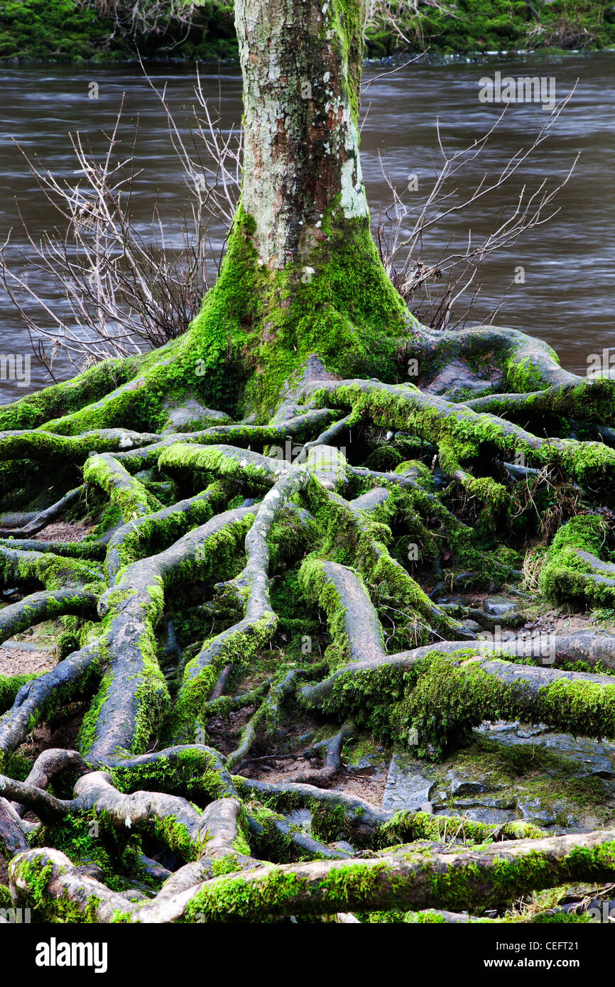 Exposed tree roots hi-res stock photography and images - Alamy