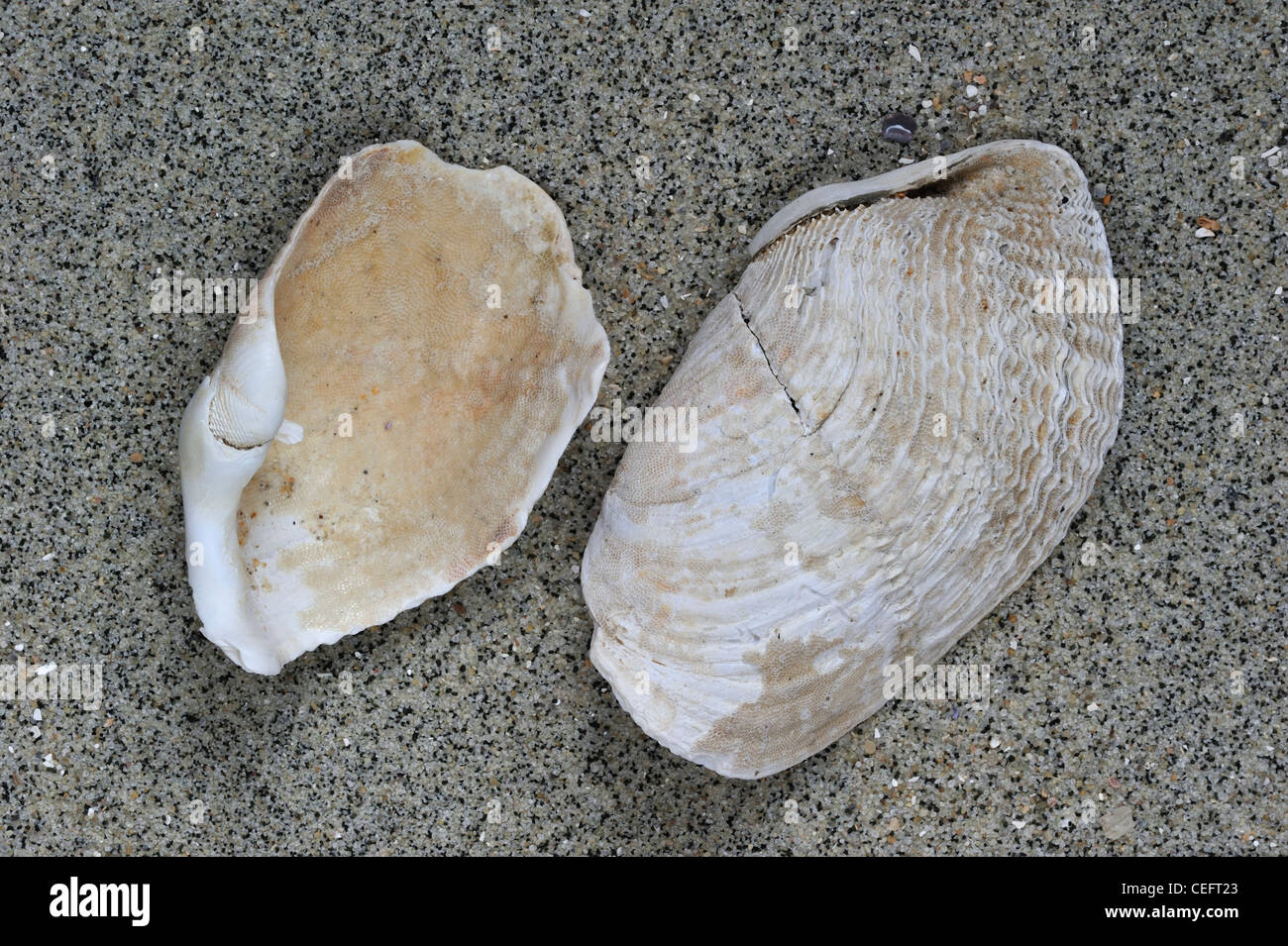 Piddock shell hi-res stock photography and images - Alamy