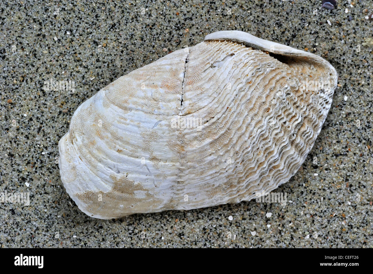 Piddock shell hi-res stock photography and images - Alamy