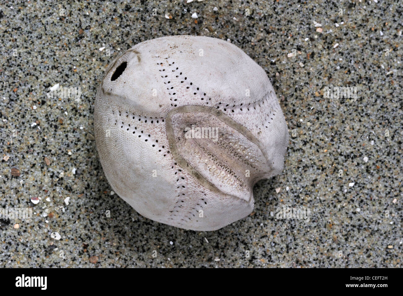 Sea potato / Heart urchin (Echinocardium cordatum) shell washed on ...