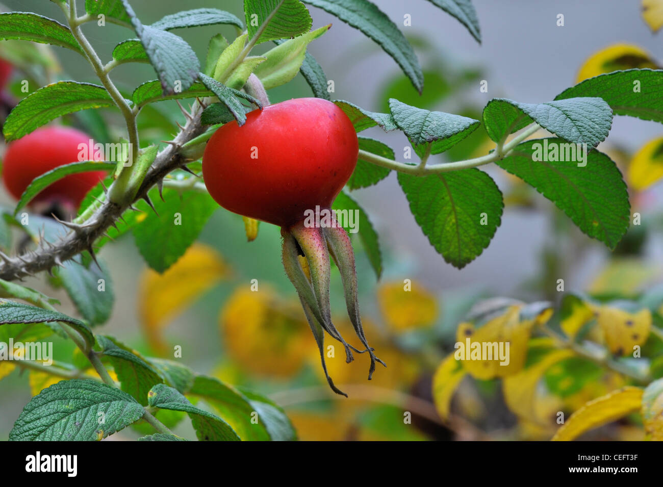 Rugosa rose hi-res stock photography and images - Alamy