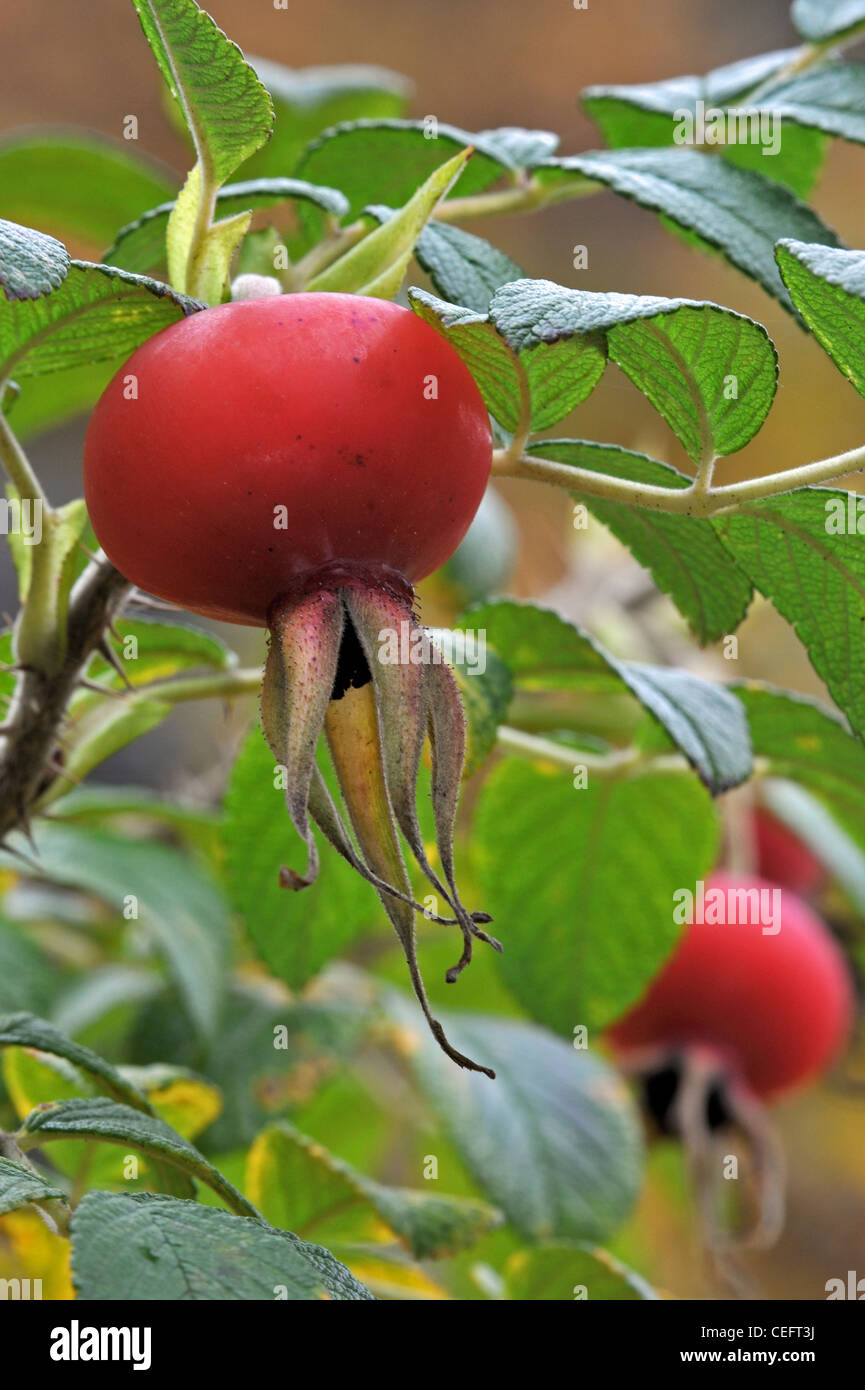 Rugosa rose hi-res stock photography and images - Alamy