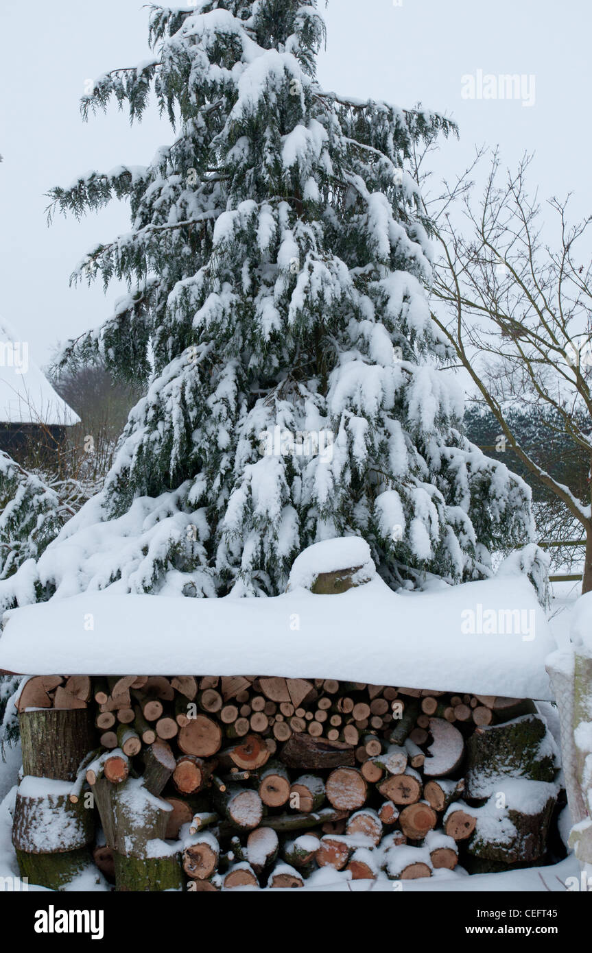 snow covered logs under pine tree Stock Photo - Alamy