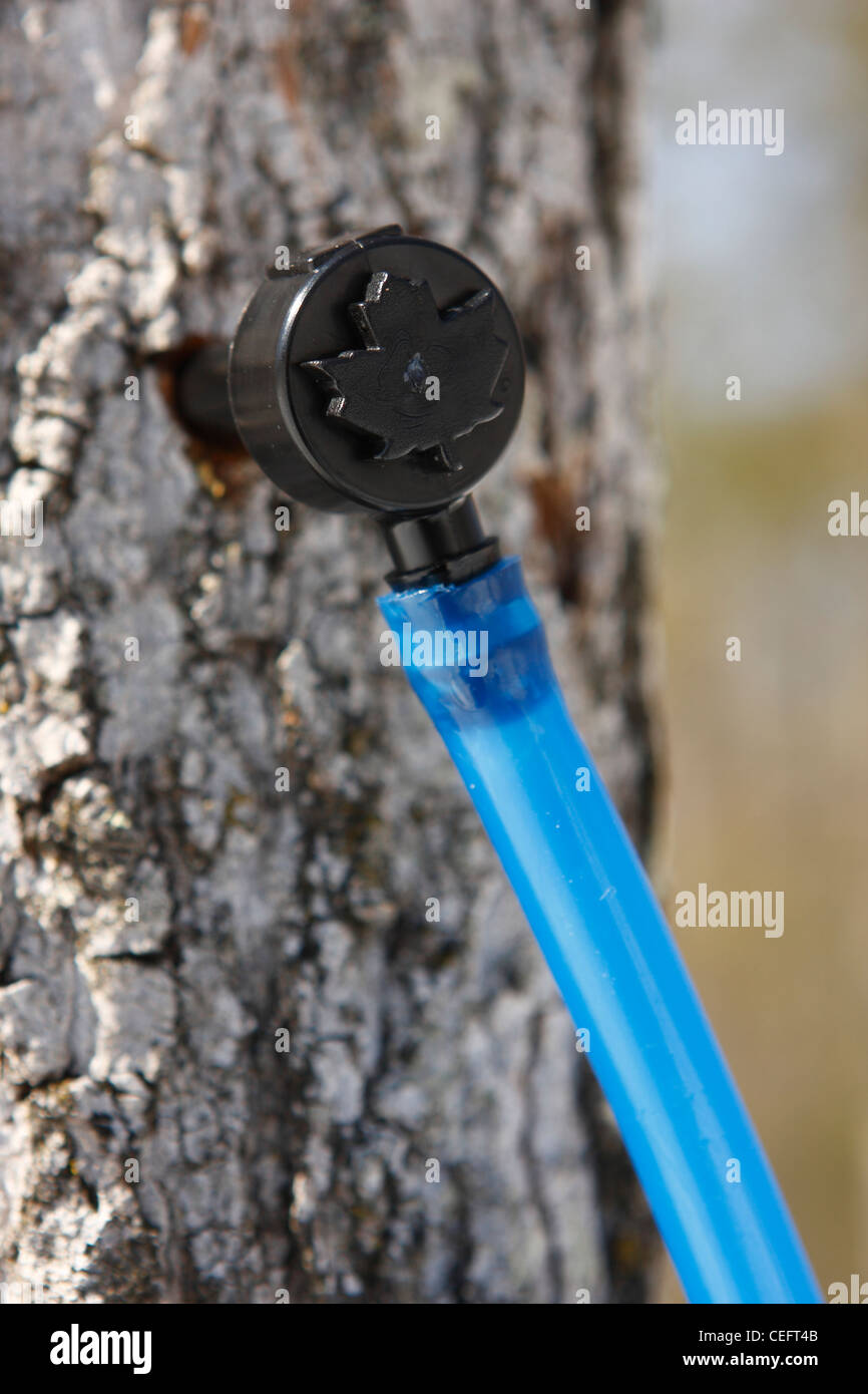 Maple sugar tap hi-res stock photography and images - Alamy