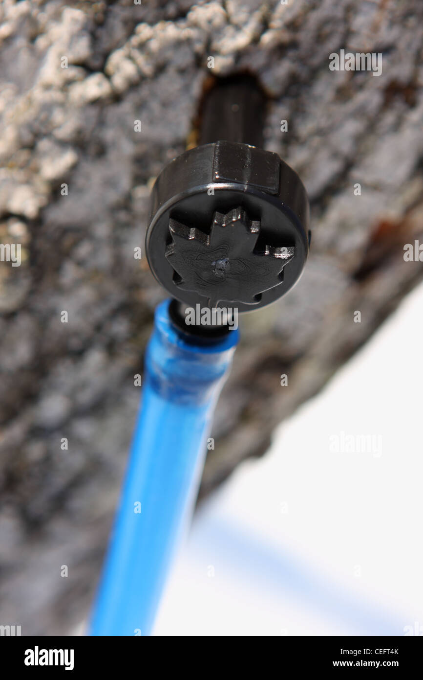 Tap (spigot) inserted into the maple tree trunk during sugaring season ...