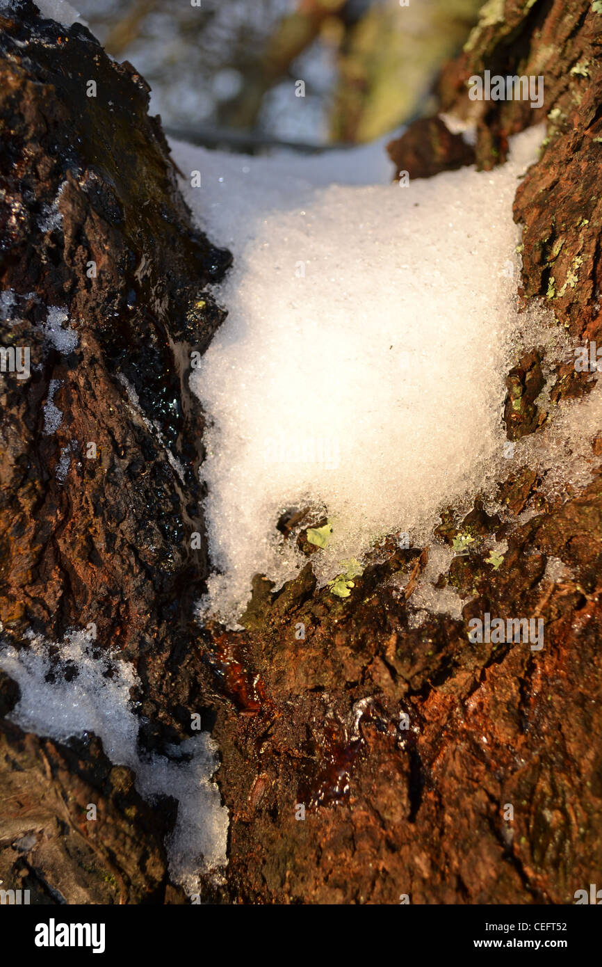 tree of ice Stock Photo - Alamy
