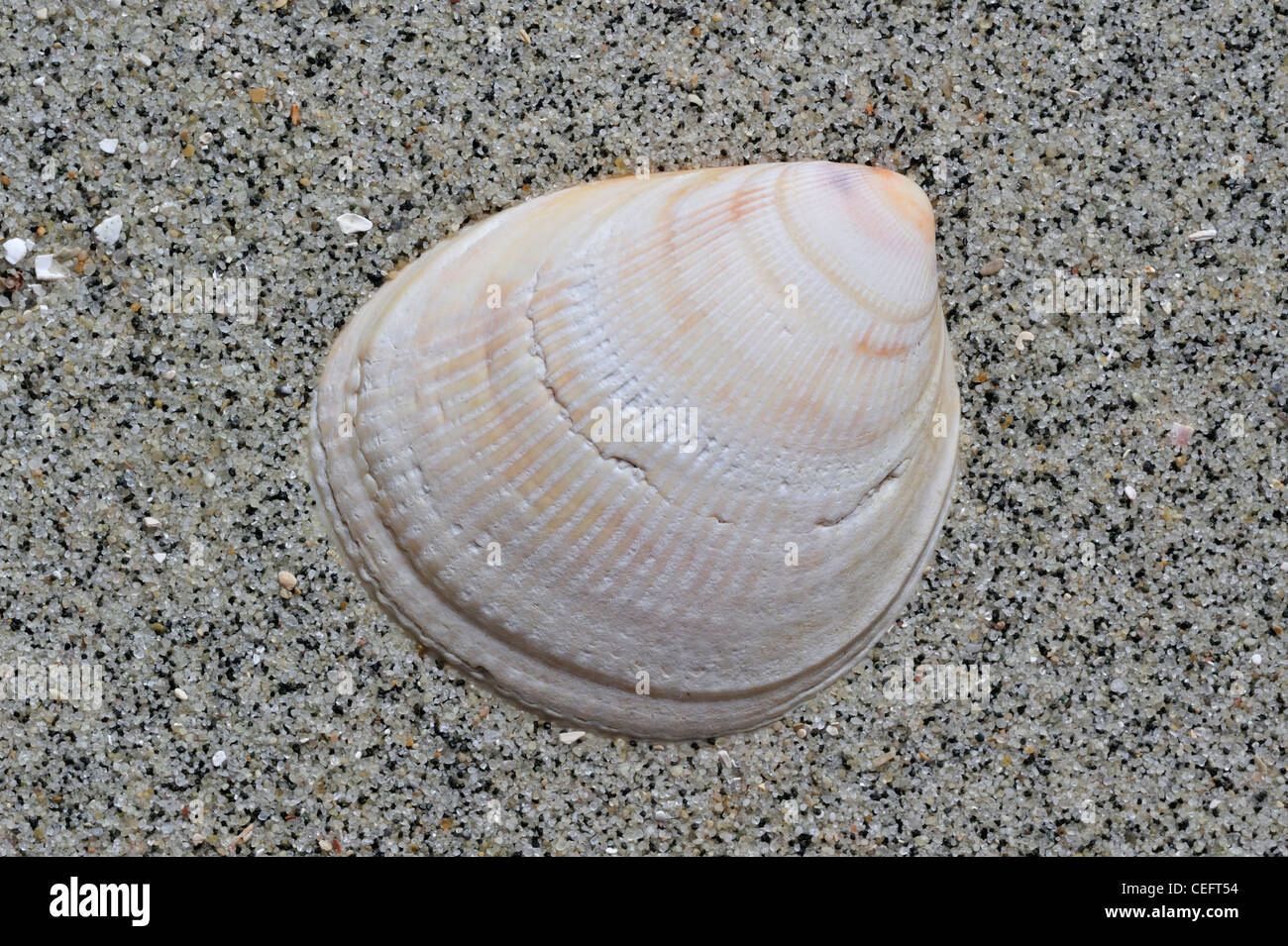 Smooth / Norway cockle (Laevicardium crassum) shell on beach, Brittany ...
