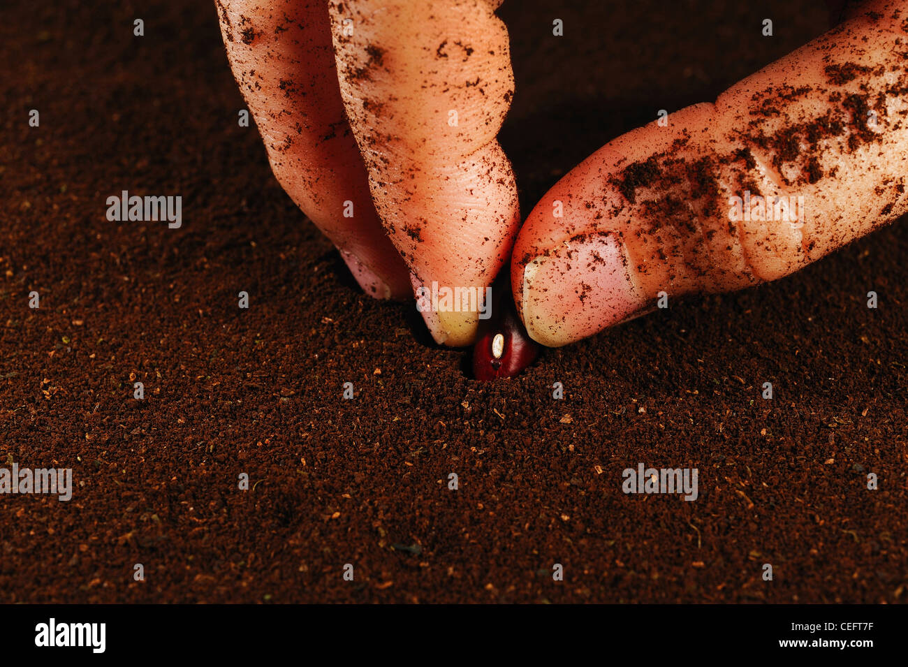 sowing red beans seeds Stock Photo - Alamy