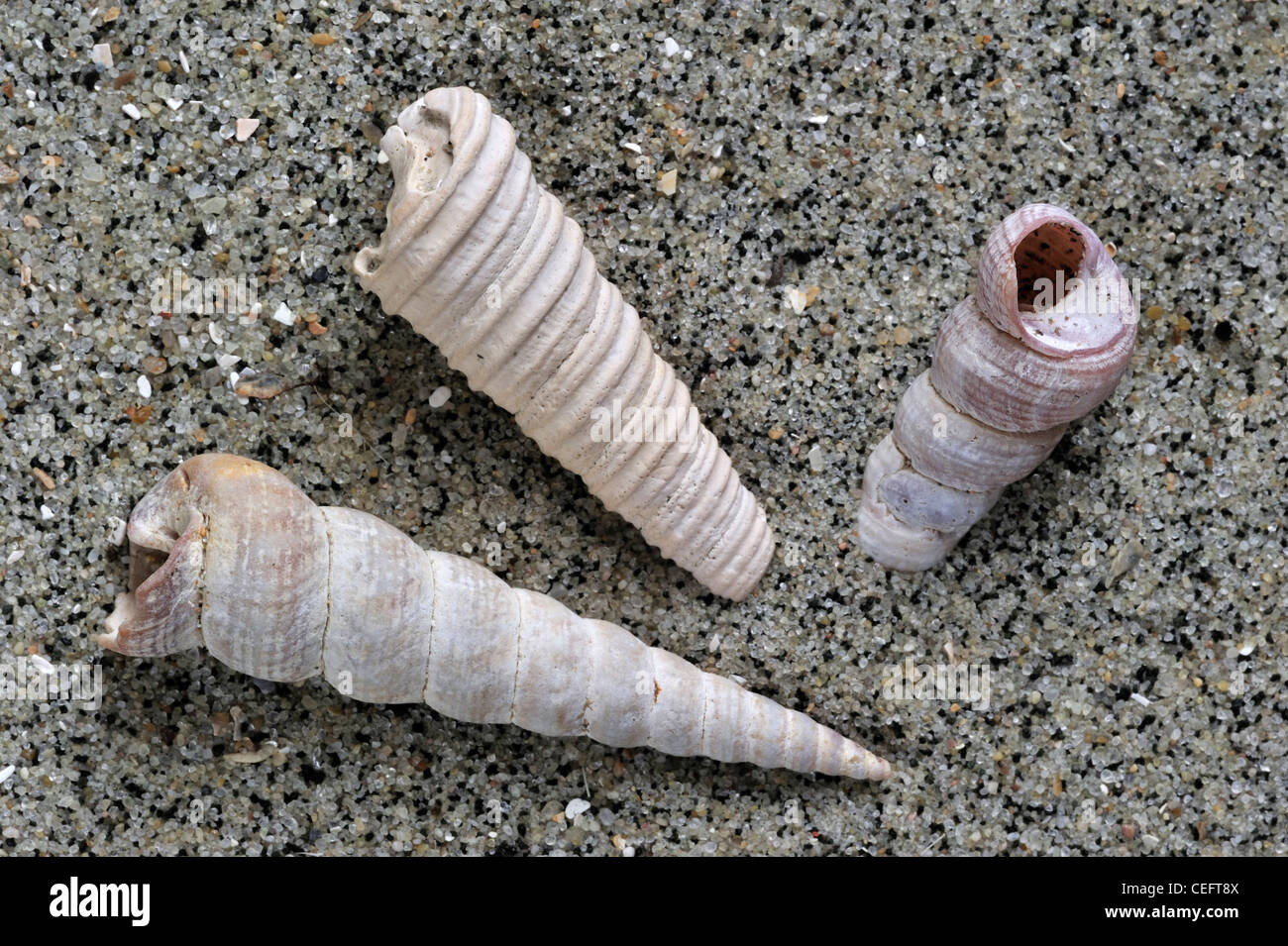 Turret shells hi-res stock photography and images - Alamy