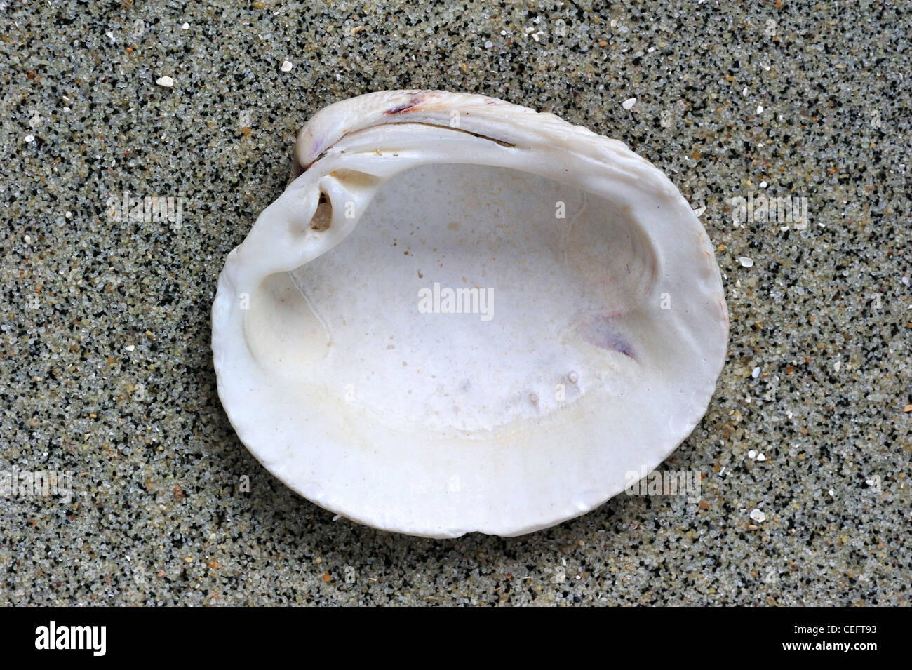 Warty venus (Venus verrucosa) shell on beach Stock Photo - Alamy