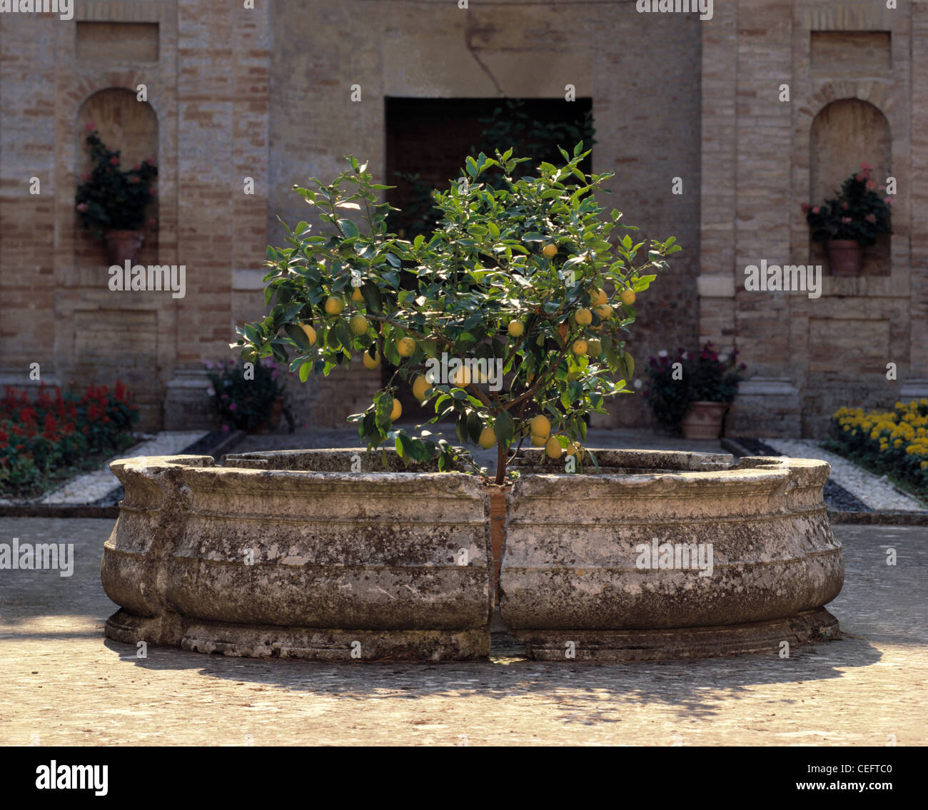 Small citrus tree with lemons on branches in front of stone-edged pool ...