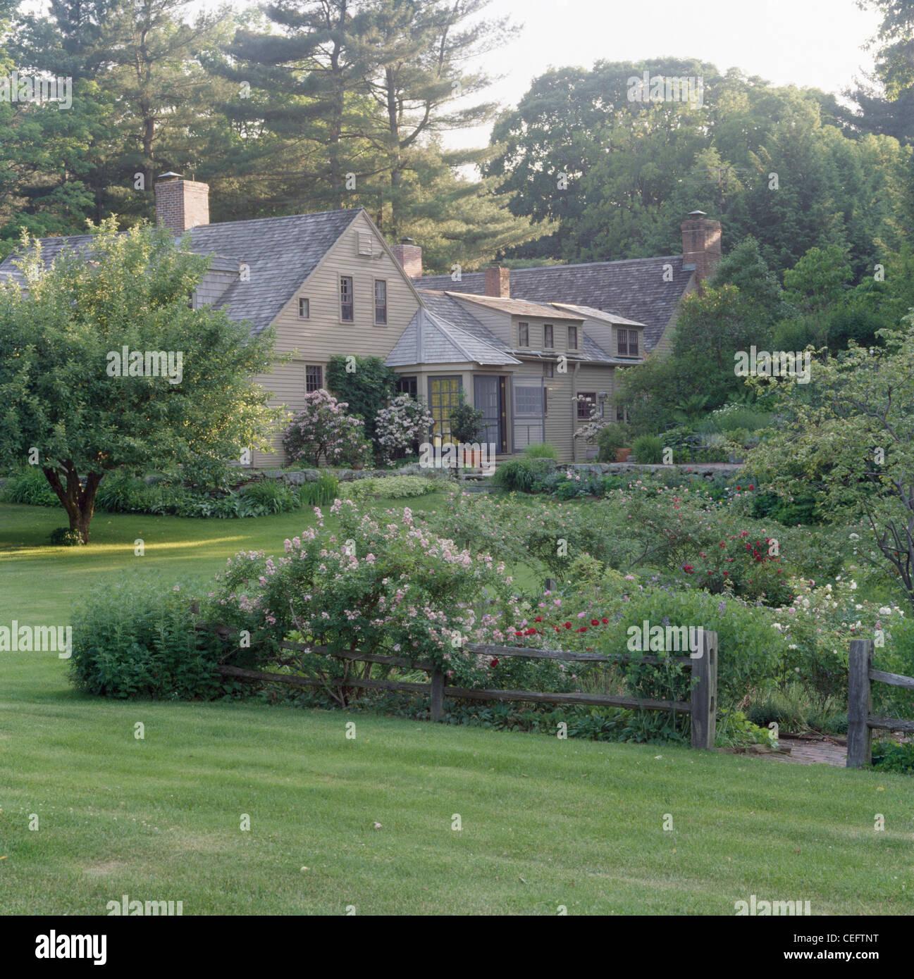 Pink rose in enclosed garden with wooden fence in large garden of ...