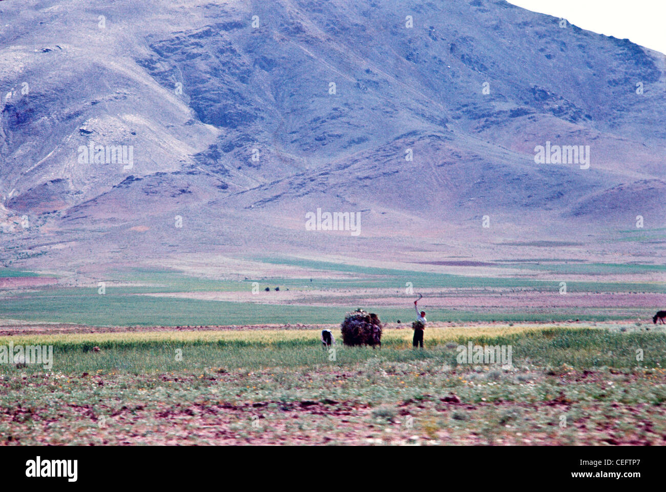 IRAN, ARAK: Iranian farmers harvest wheat by hand using a scythe near ...