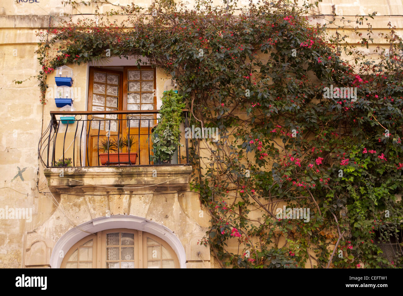 Stone balcony with cages of finches with bougainvillea covering the ...