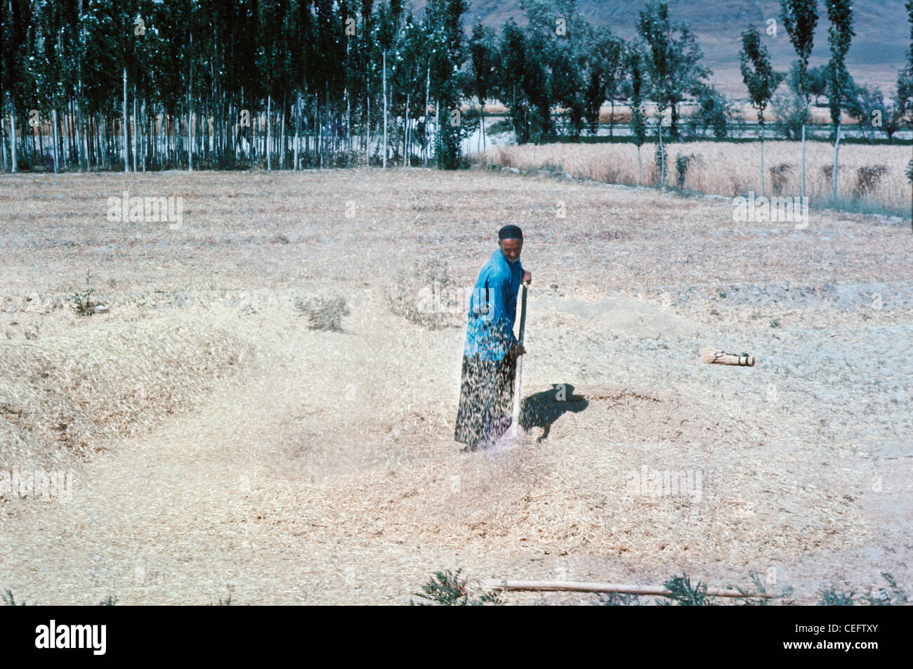 Farmer winnowing grain throwing wind hi-res stock photography and ...