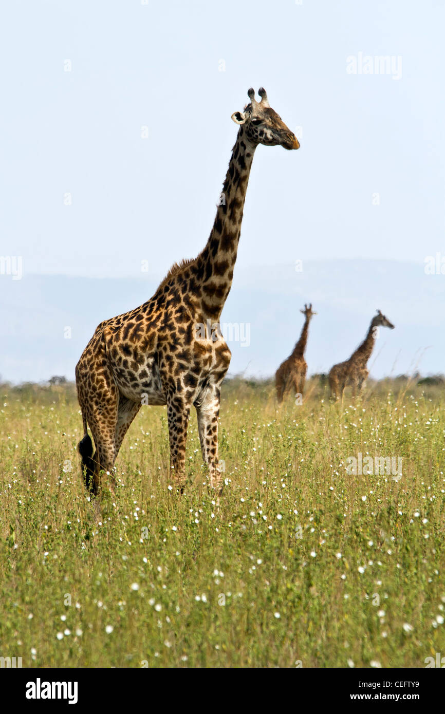 giraffe in grass Stock Photo - Alamy