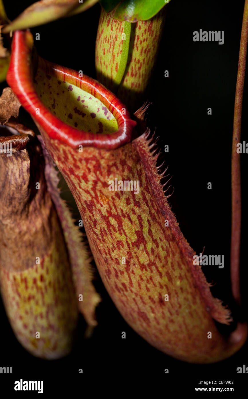 Pitcher Plant, (Sarracenia) 'Dana's Delight' a cultivated insectivorous ...