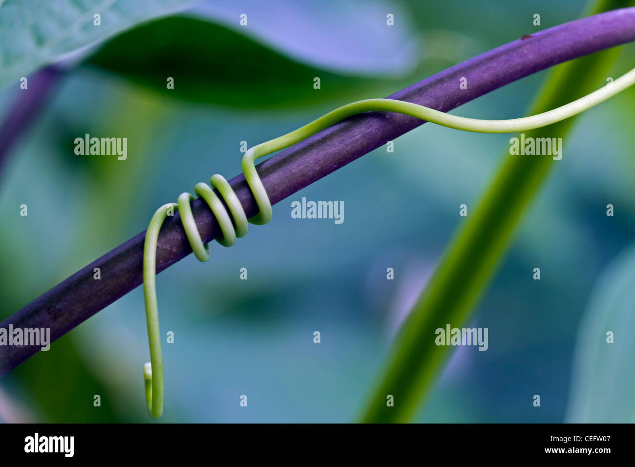 Climbing vine tendril hi-res stock photography and images - Alamy