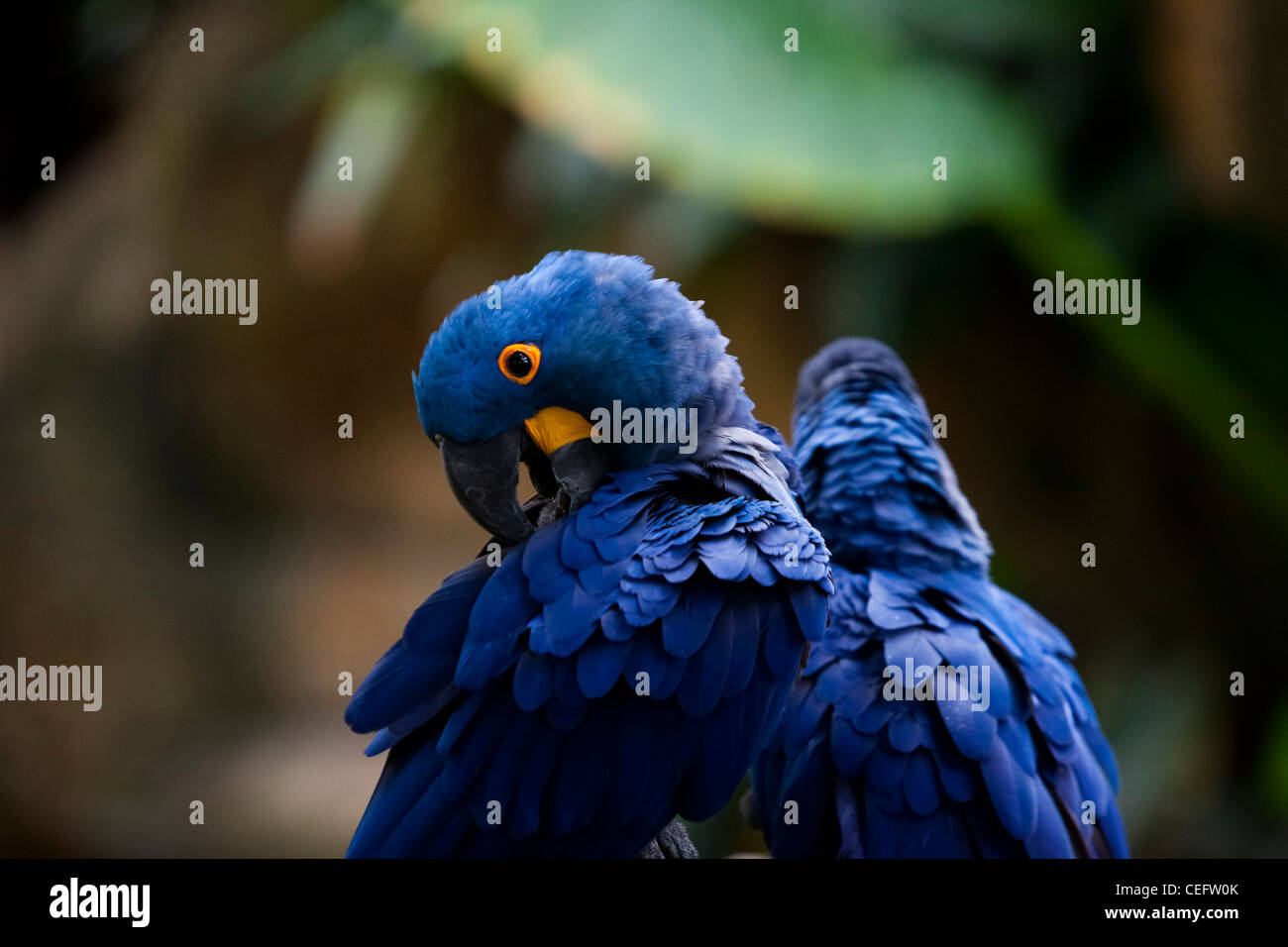 Hyacinth macaws project hi-res stock photography and images - Alamy