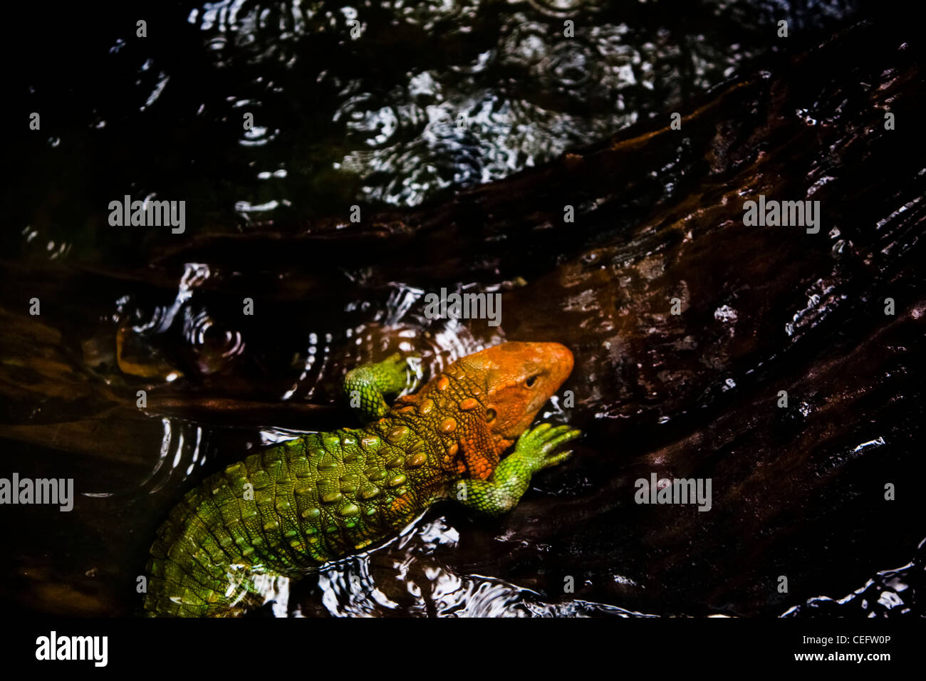 Amazon peru lizard hi-res stock photography and images - Alamy