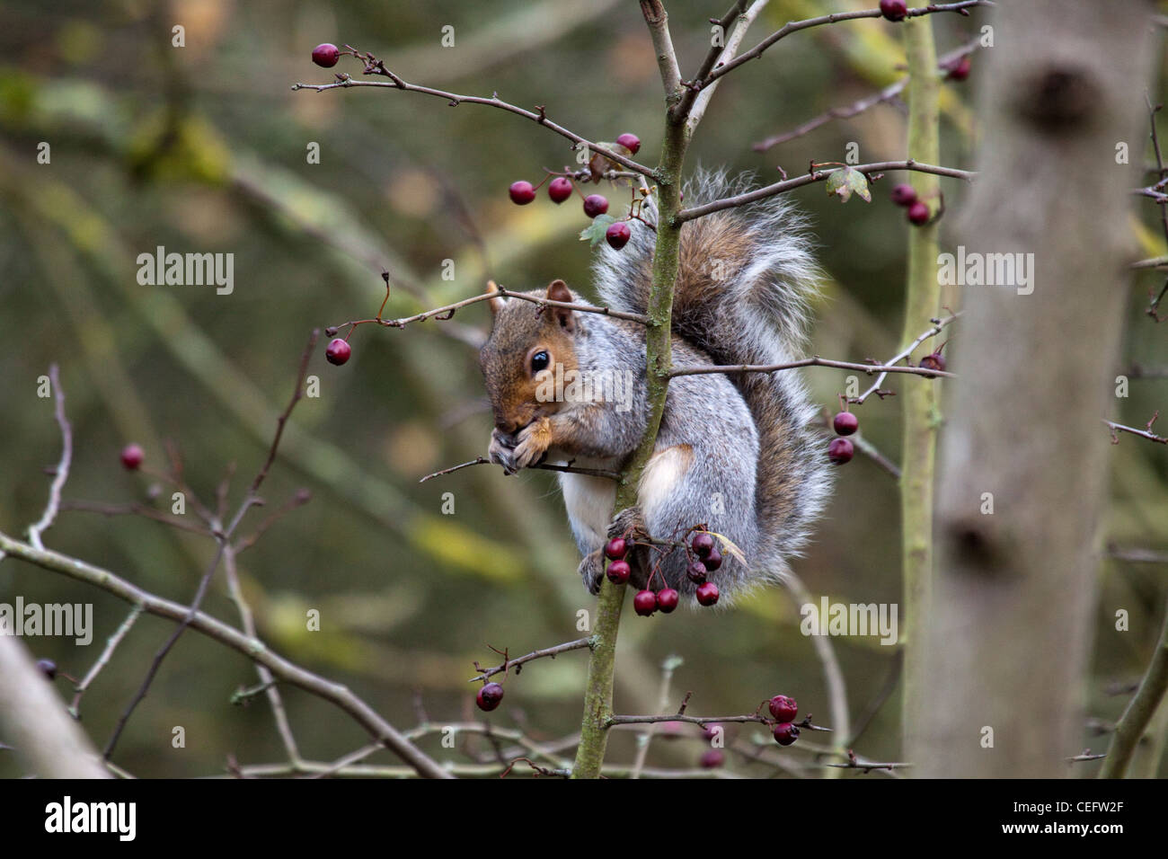 Grey Squirrel eating berries Stock Photo - Alamy