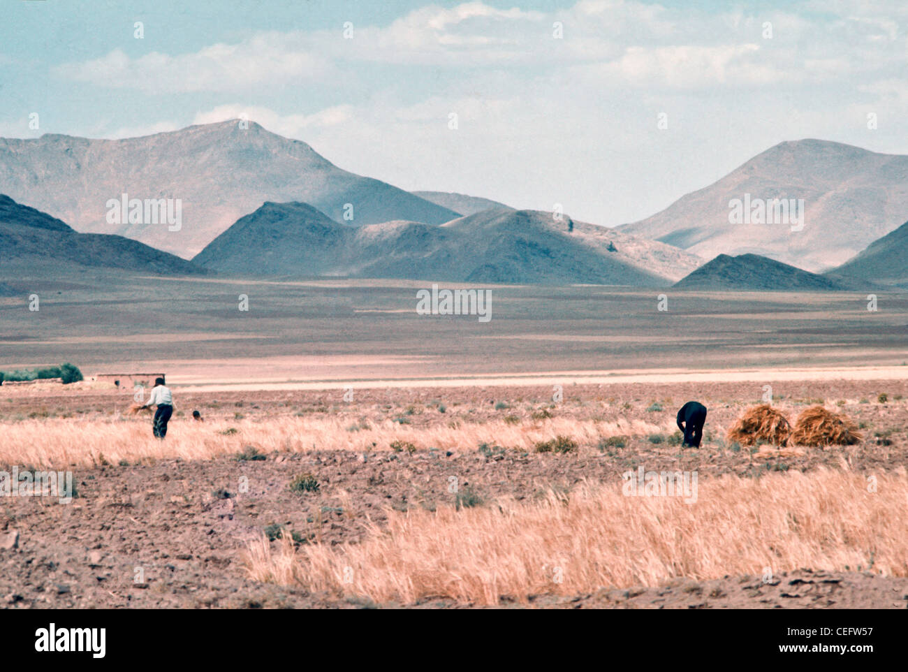 IRAN, ARAK: Iranian farmers harvest wheat by hand using a scythe near ...