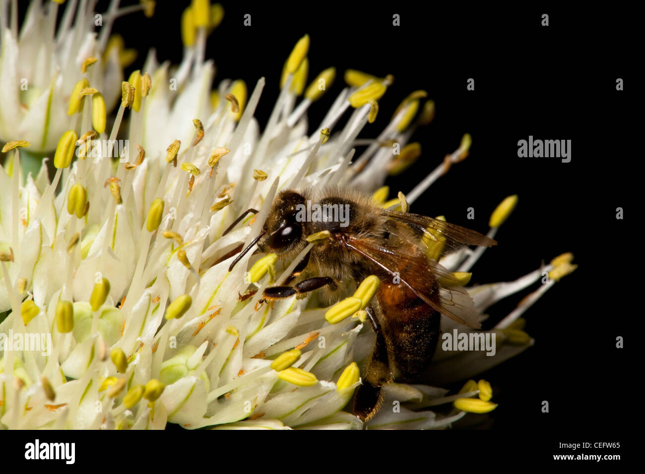Worker zoology hi-res stock photography and images - Alamy