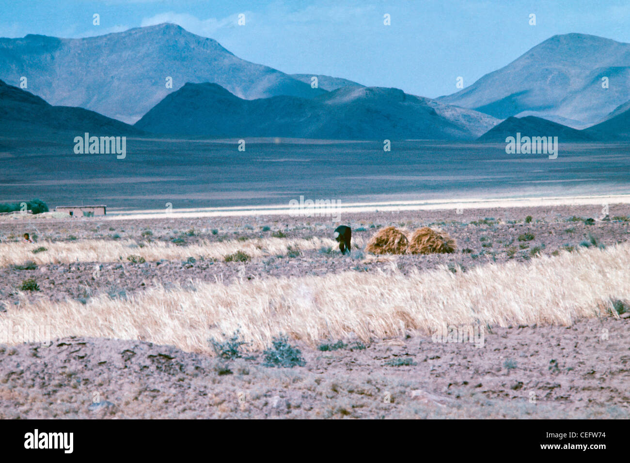 IRAN, ARAK: Iranian farm couple harvest wheat by hand using a scythe ...