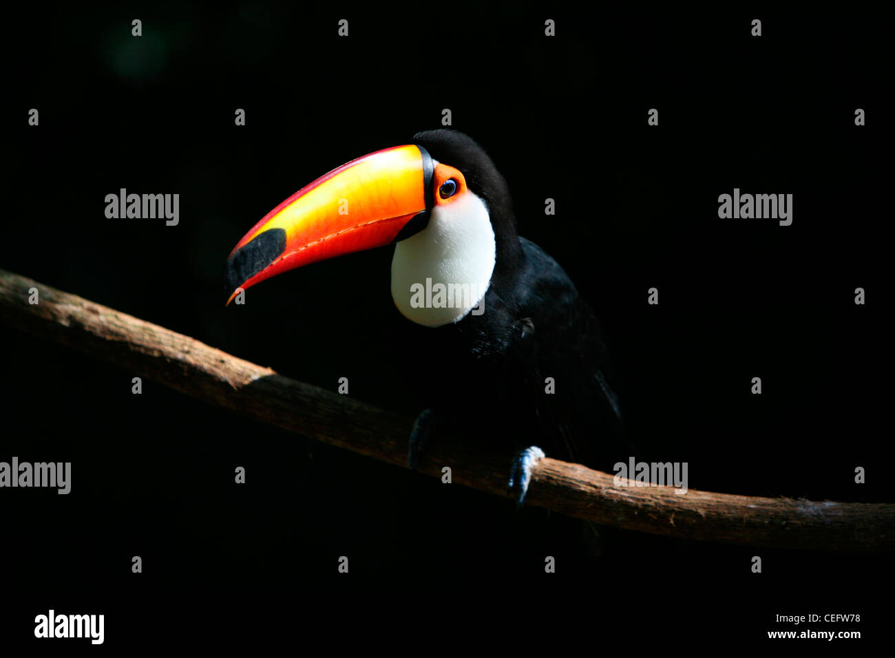 Portrait of a Toco toucans (Ramphastos toco) in tree hole, Pantanal ...